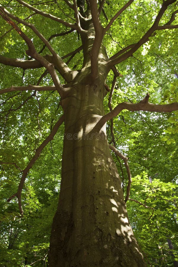 Robinia pseudoacacia stock photo. Image of leaf, branch - 57992822