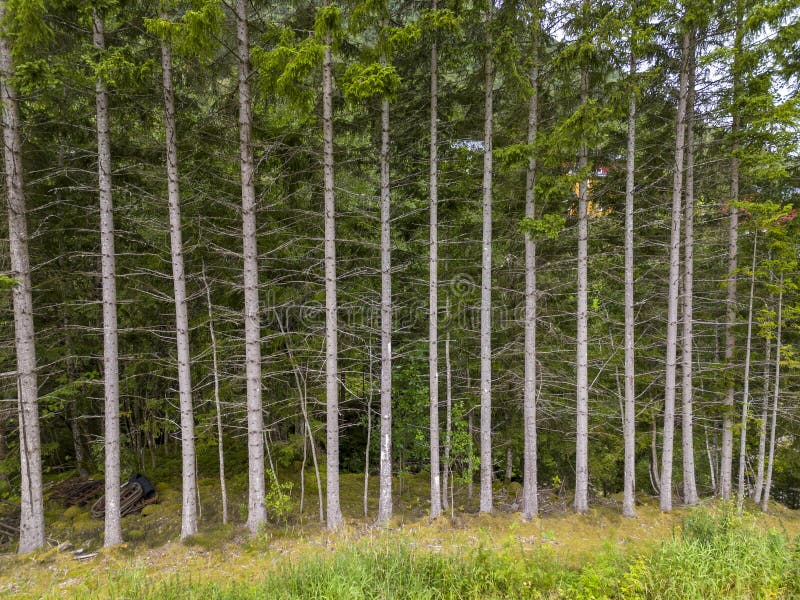A Trees in a Forest in Norway Fardal Stock Photo - Image of pine ...