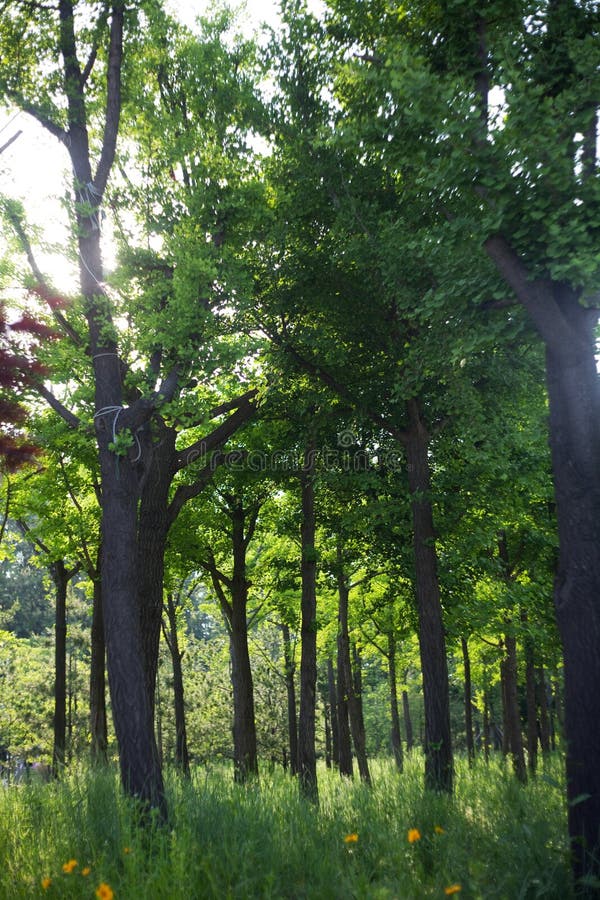 Tree stock photo. Image of glade, tree, plant, forest - 82413848