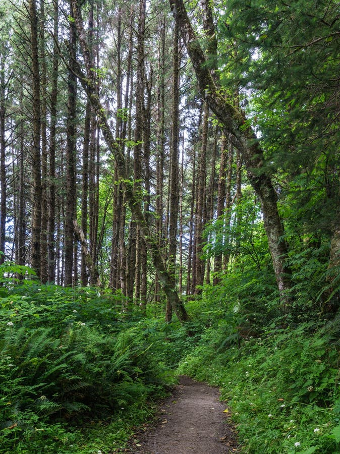 Tree Forest Above Trail Oregon Stock Photo - Image of seaside, scenery ...