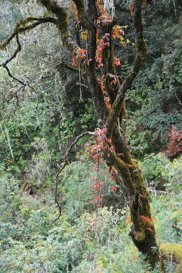 Tree in a Forest Around Paro (bhutan) Stock Photo - Image of bhutan ...