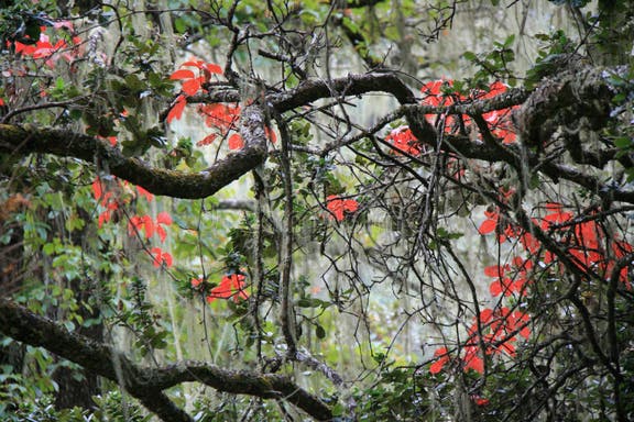 Tree in a Forest Around Paro (bhutan) Stock Image - Image of tree ...