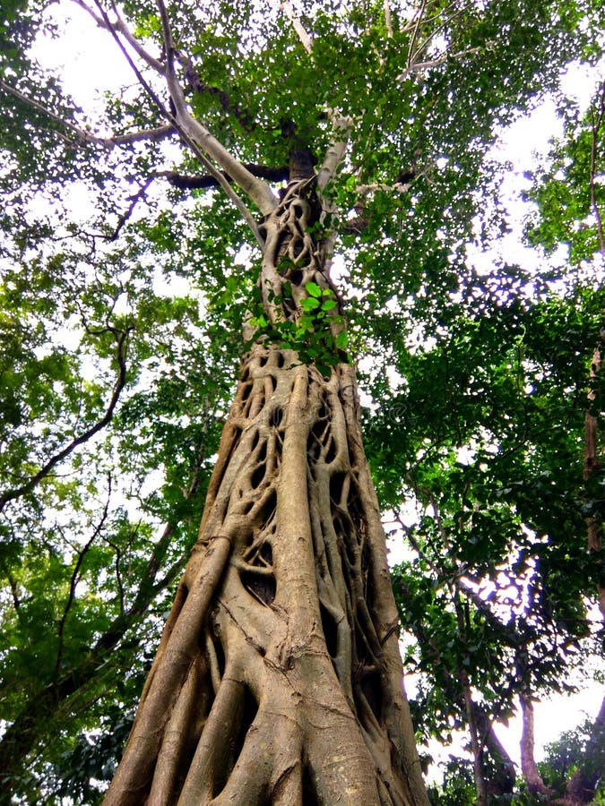 896 Amazon Tree Roots Stock Photos - Free & Royalty-Free Stock Photos ...