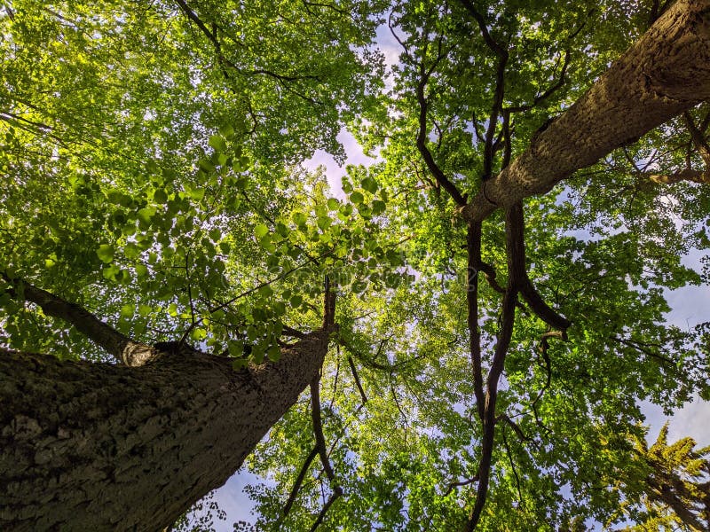 Tree in the Forest Bottom Up View. Stock Image - Image of area, green ...