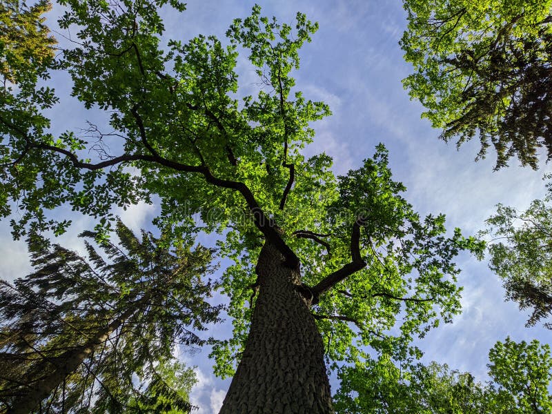 Tree in the Forest Bottom Up View. Stock Photo - Image of grass, branch ...