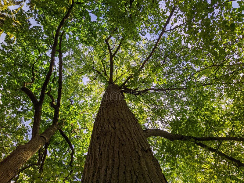 Tree in the Forest Bottom Up View. Stock Image - Image of light, pine ...
