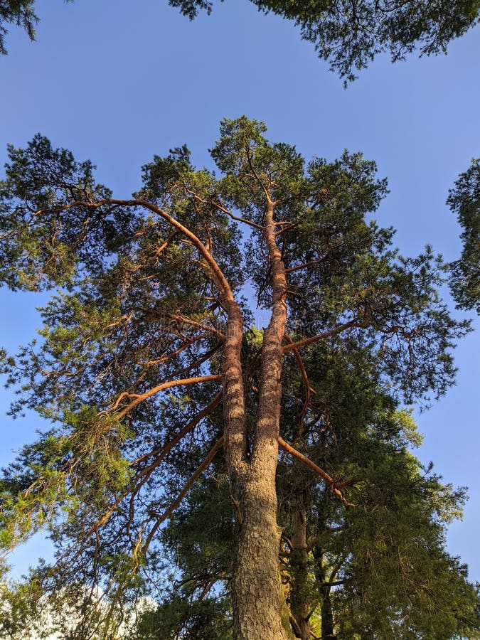 Tree in the Forest Bottom Up View Against the Blue Sky in the Summer ...