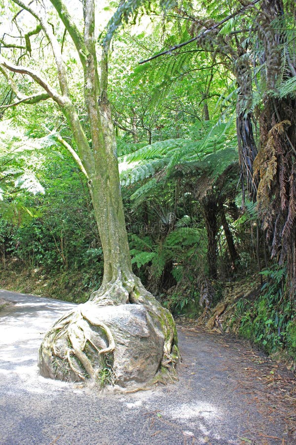 Tree in a Forest on the Coromandel Peninsula Stock Image - Image of ...