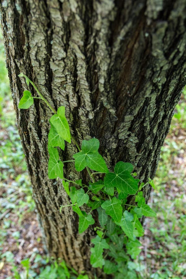 Ivy Plant Crawling And Growing On A Trunk Of A Tree. Parasite Covering ...