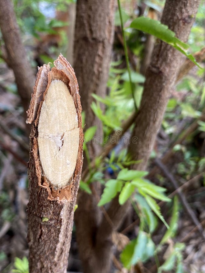 A Tree in the Forest, Cut Out, Cut Tree Trunk Stock Image - Image of ...