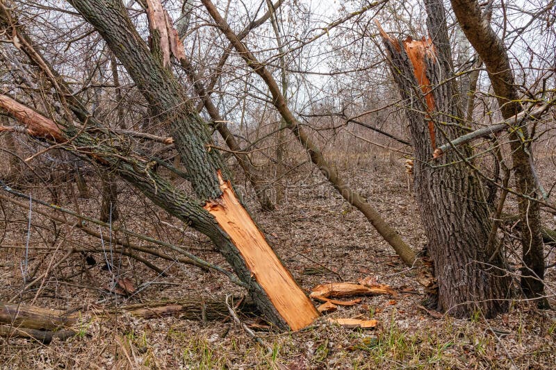 Tree in Forest Fell after Windsnap. Broken Tree Trunk after Storm and ...