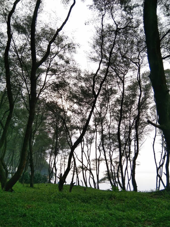 Tree Forest Garden Park Mor Stock Image - Image of green, grass: 265229149