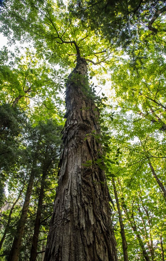 Tree go green stock photo. Image of himachalpradesh - 115129730