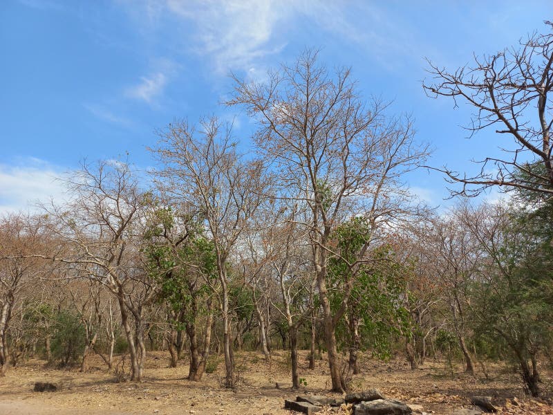 Tree and forest of Gujarat stock image. Image of grass - 245774915