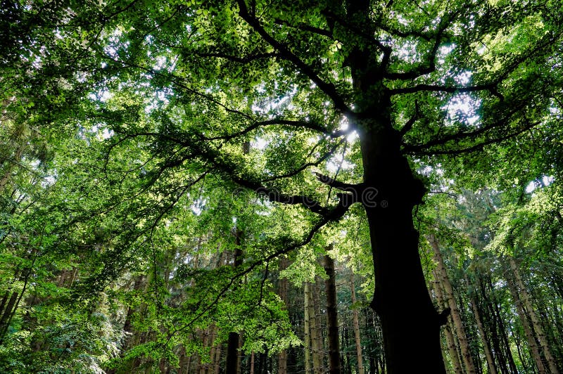 Tree in the Forest , Image Taken in Rugen, North Germany, Europe Stock ...