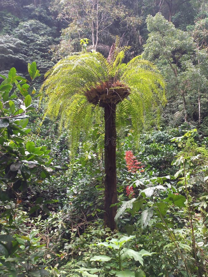 Tree forest leaf stock photo. Image of tree, unique - 276704826