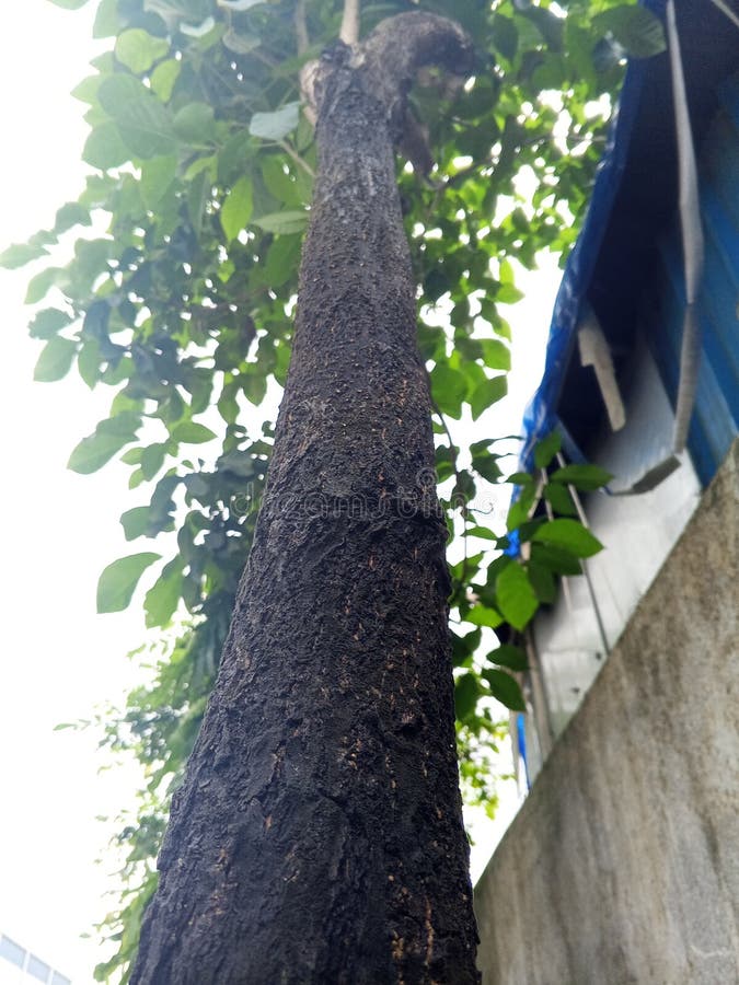 Tree forest life stock image. Image of forest, life - 330032211