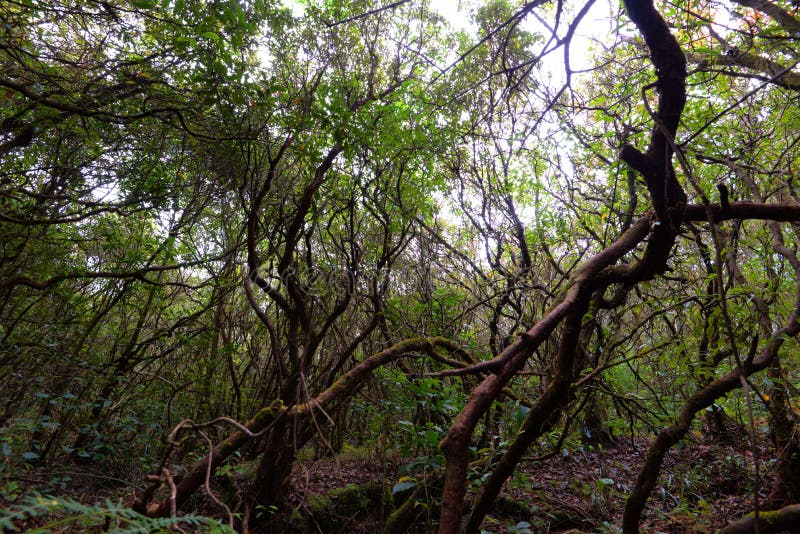 Tree in forest stock image. Image of rain, evergreen - 70684379