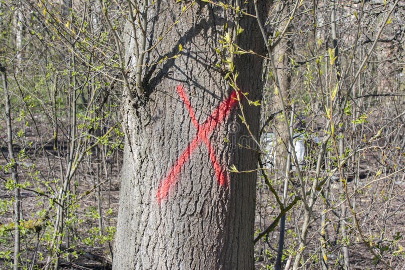 Tree in Forest Marked with Red X To Be Cut Down Stock Image - Image of ...