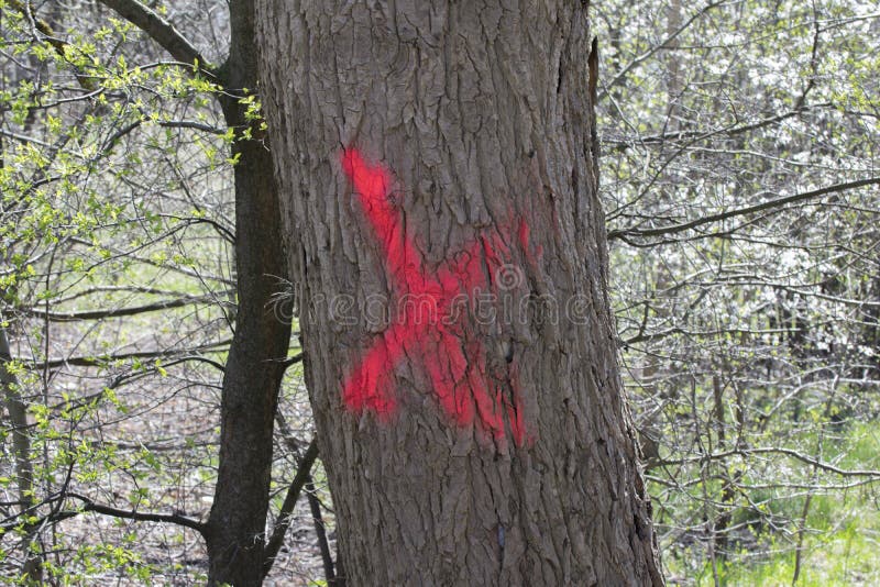 Tree in Forest Marked with Red X To Be Cut Down Stock Photo - Image of ...