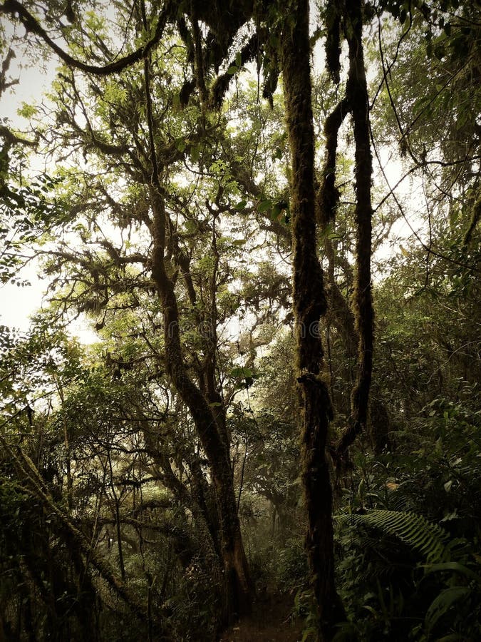 Tree in Forest Mount Nature Jungle Stock Image - Image of jungle, mount ...