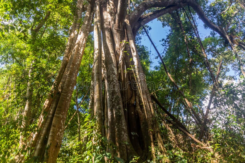 Tree in the Forest of Nam Ha National Protected Area, La Stock Image ...