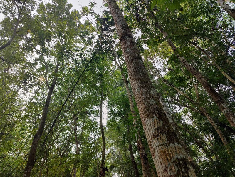 Tree in the Forest. Natural Tree Photo Stock Photo - Image of natural ...