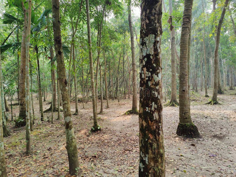 Tree in the Forest. Natural Tree Photo Stock Image - Image of tree ...