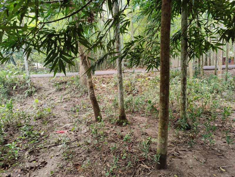 Tree in the Forest. Natural Tree Photo Stock Photo - Image of natural ...