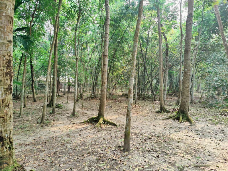 Tree in the Forest. Natural Tree Photo Stock Image - Image of natural ...