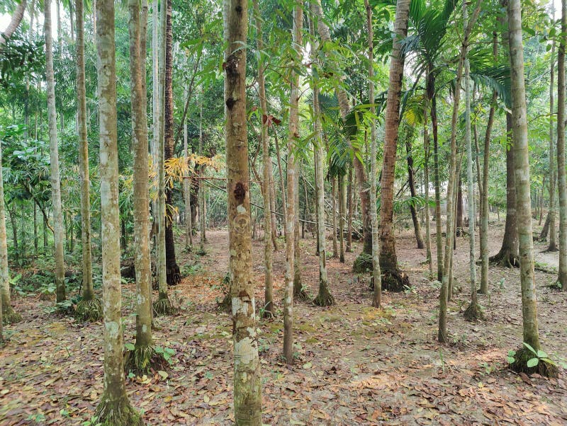 Tree in the Forest. Natural Tree Photo Stock Image - Image of forest ...