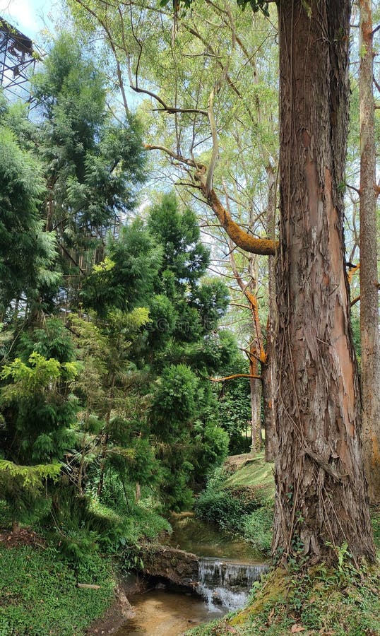 Tree Forest Nature Resort River Chill Hill Garden Stock Photo - Image ...