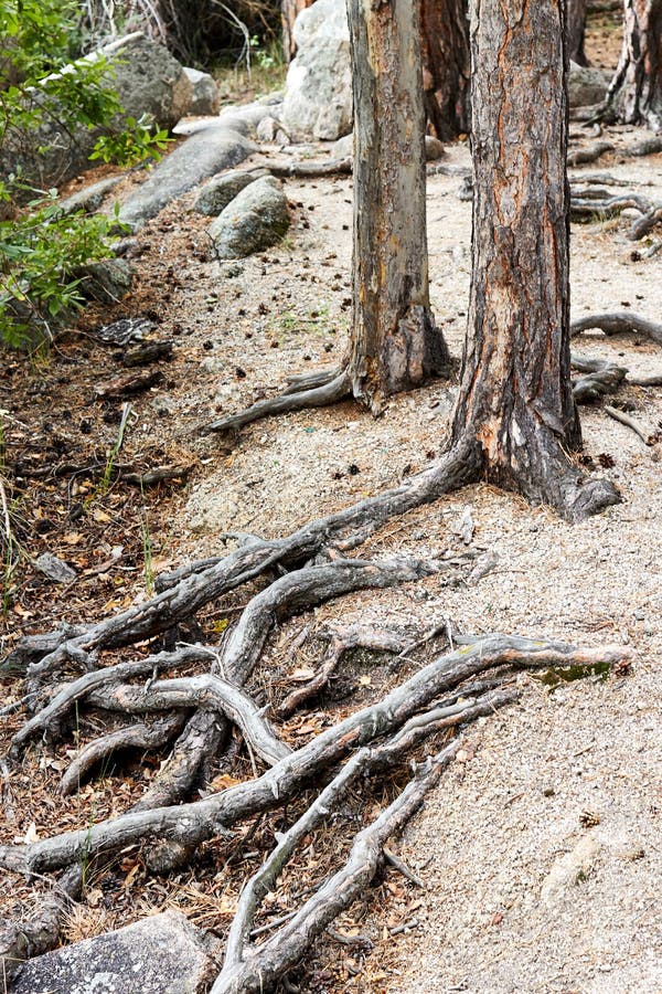 Tree with Roots Coming Out of the Ground Stock Photo - Image of nature ...