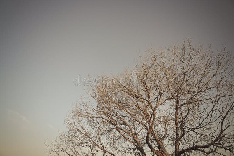 Tree Forest Sepia Wallpaper Stock Photo - Image of wallpaper, tone ...