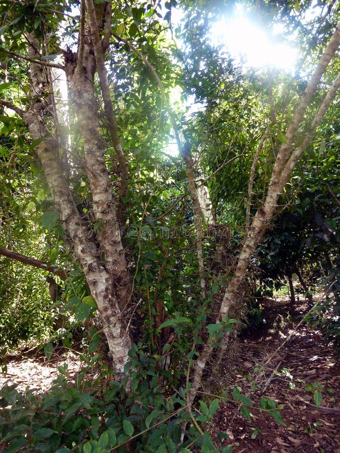 A Tree in the Forest with Several Trunks Growing in Different ...