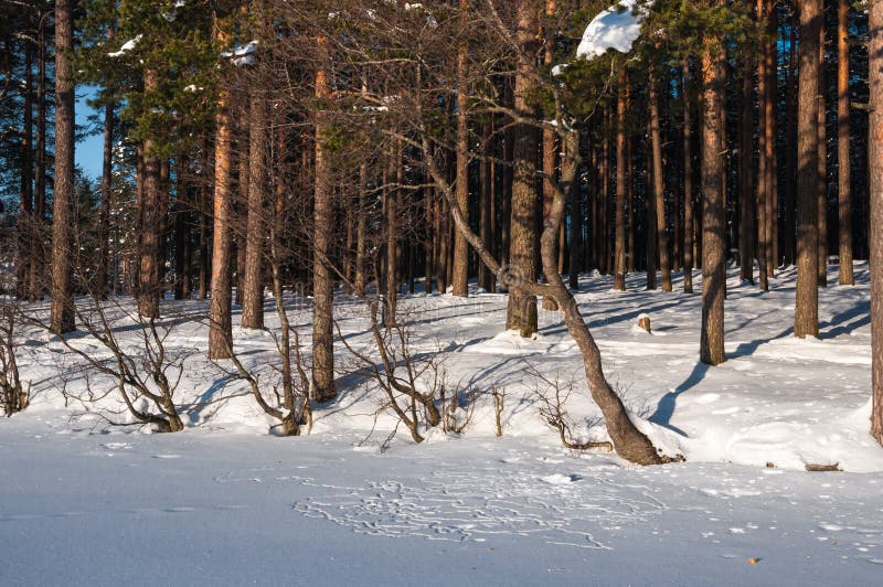 Tree and Forest at the Shore of Frozen Lake in Winter Stock Image ...