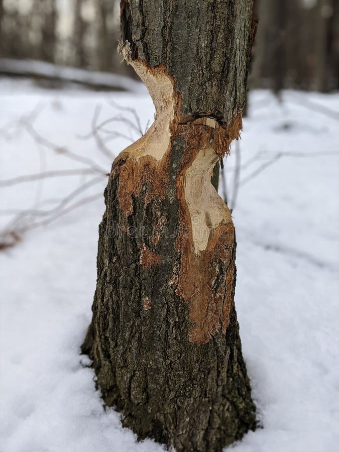 Tree Trunk Damaged on Both Sides by Beavers during the Winter Stock ...