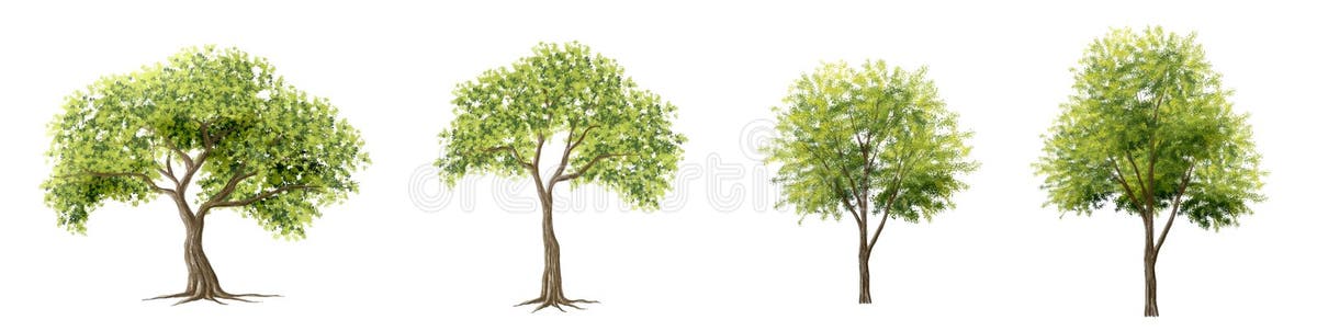 Oak Tree Elevation Stock Illustrations – 64 Oak Tree Elevation Stock ...