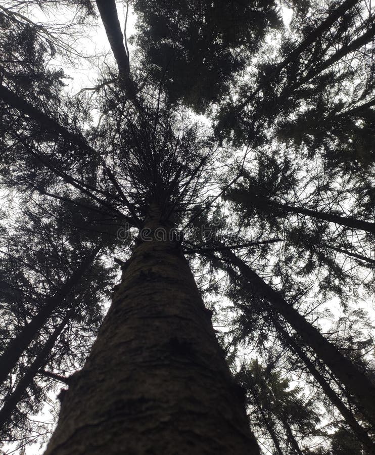 Tree, Forest , Sky, Wind, Beutifull Stock Photo - Image of beutifull ...