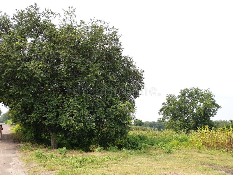 Jangal is a Forest Thick with Tress,other Plants and Animals Stock ...