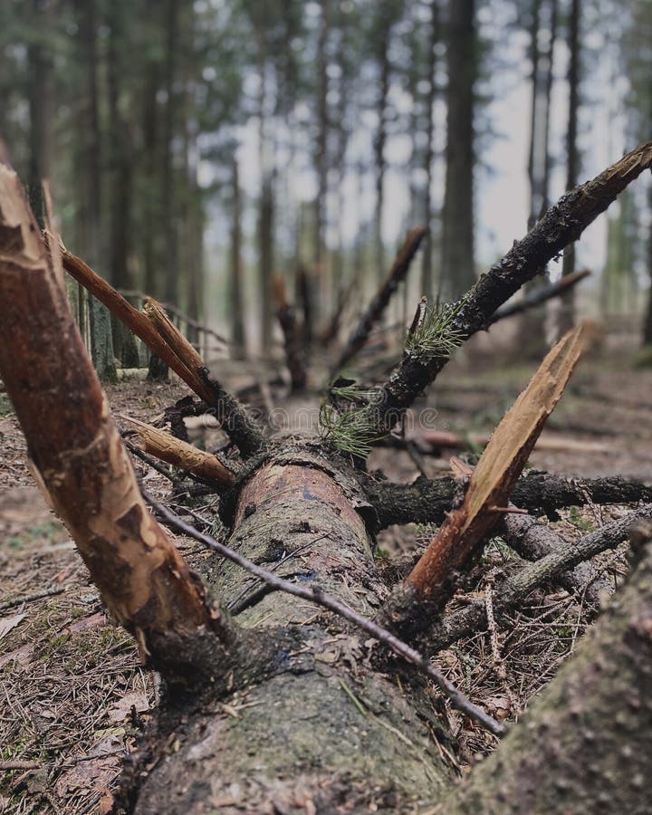 Tree in the Forest, Trunk, Fallen Tree. Branches Stock Photo - Image of ...