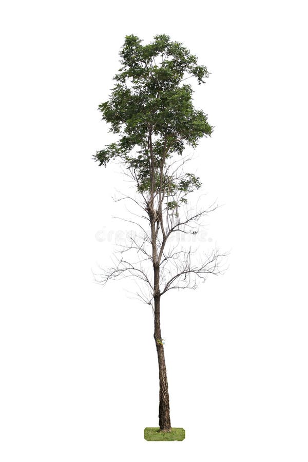 Springwood White Stock Photos - Free & Royalty-Free Stock Photos from ...