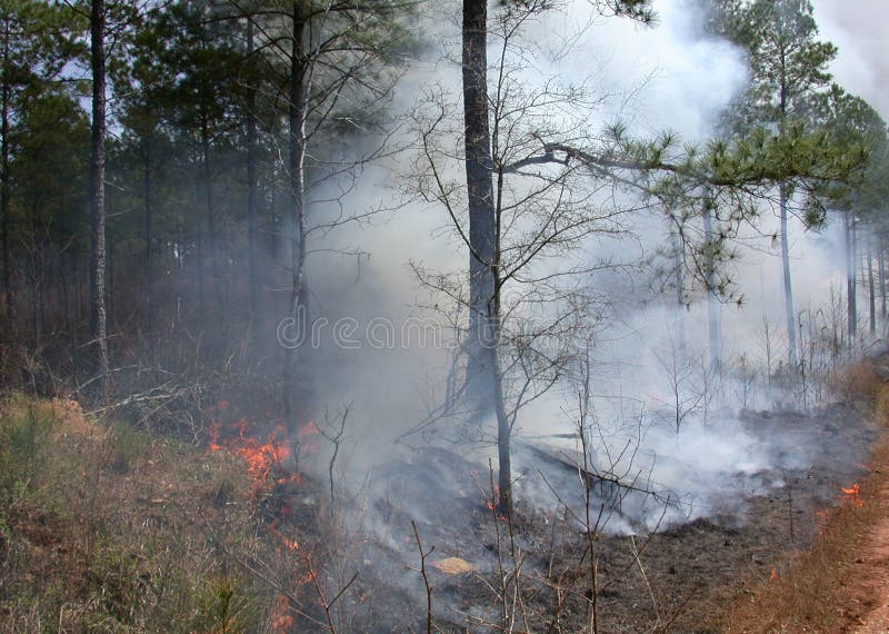 Tree, Forest, Wildfire, Smoke Picture. Image: 116069159
