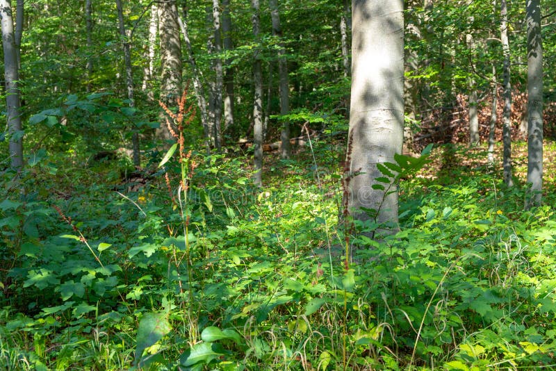 Lush Green Thicket and Trees in the Forest Stock Photo - Image of ...