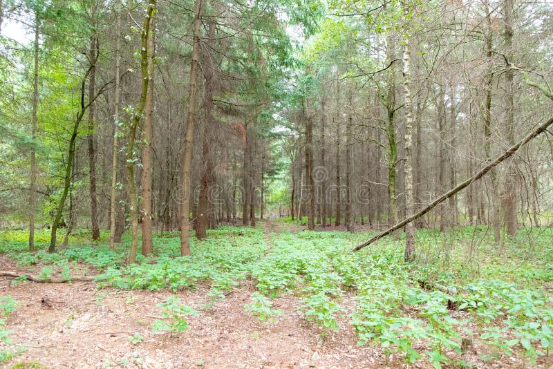 Lush Green Thicket and Trees in the Forest Stock Photo - Image of ...