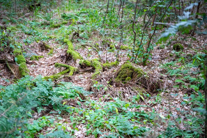 Lush Green Thicket and Trees in the Forest Stock Image - Image of fresh ...