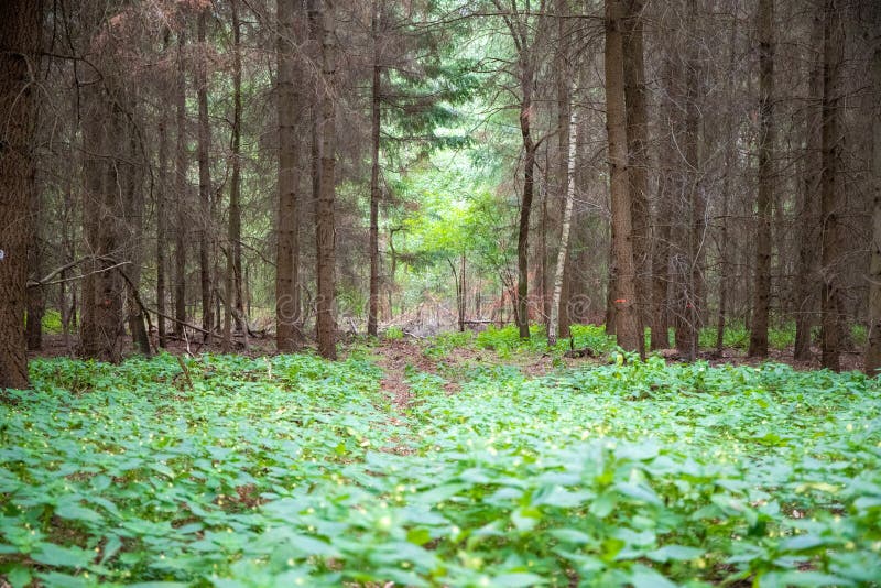 Lush Green Thicket and Trees in the Forest Stock Image - Image of ...
