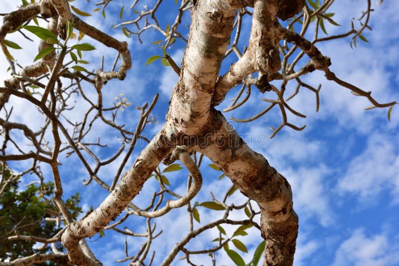 Tree fork stock photo. Image of life, buddhism, khmer - 66660876