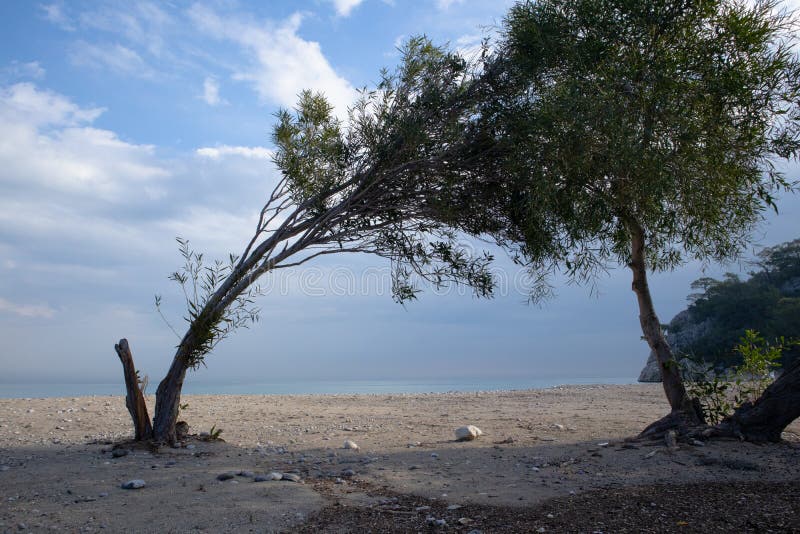 Tree in the Form of an Arch Stock Image - Image of slope, wind: 267157823