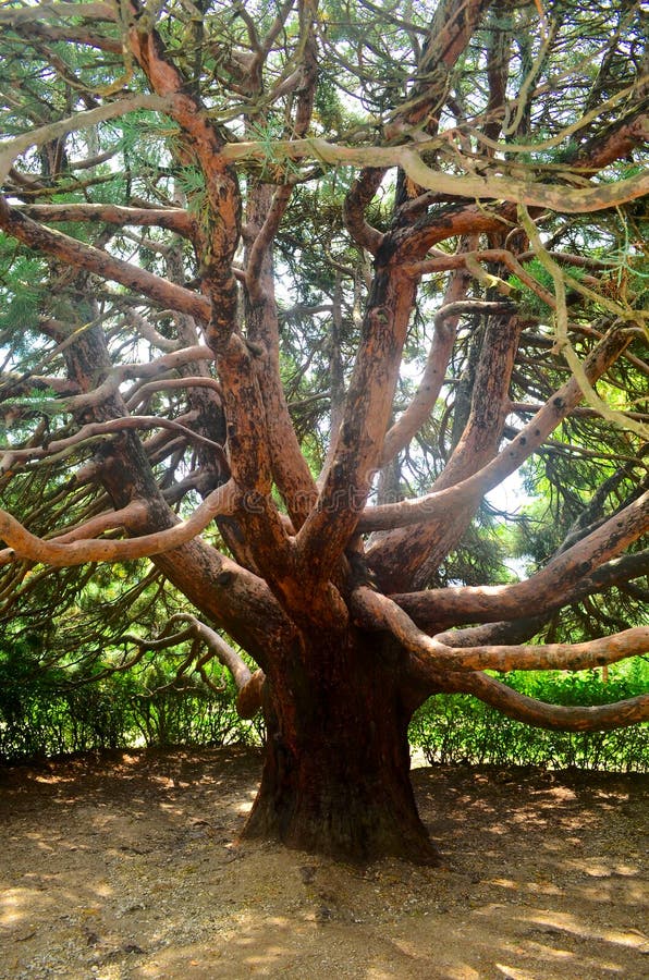 579 Tree Octopus Stock Photos - Free & Royalty-Free Stock Photos from ...